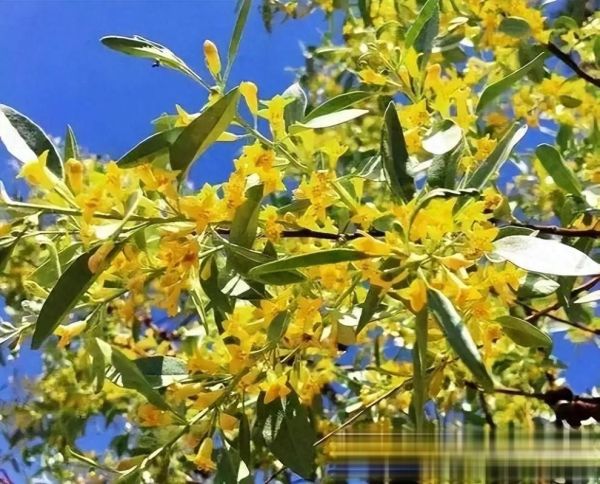 沙枣花图片_沙枣花长什么样-第2张图片-山城妙识 沙枣花图片_沙枣花长什么样-第2张图片-山城妙识