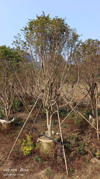 嘉宝果树苗价格多少钱一棵_嘉宝果树苗价格表-第1张图片-山城妙识 嘉宝果树苗价格多少钱一棵_嘉宝果树苗价格表-第1张图片-山城妙识