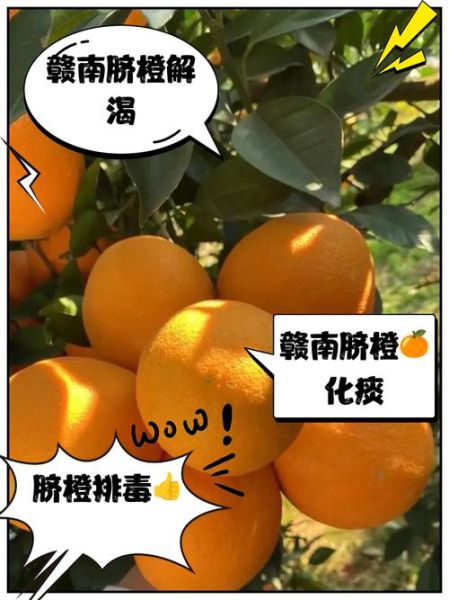 脐橙的功效与作用禁忌_吃脐橙会上火吗-第1张图片-山城妙识 脐橙的功效与作用禁忌_吃脐橙会上火吗-第1张图片-山城妙识