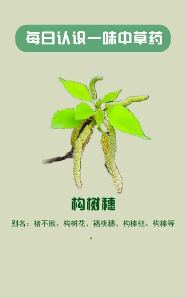 构树穗的功效与作用_构树穗的禁忌有哪些-第2张图片-山城妙识 构树穗的功效与作用_构树穗的禁忌有哪些-第2张图片-山城妙识