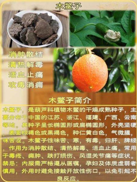 木鳖果的功效与作用怎么吃_木鳖果的正确吃法-第1张图片-山城妙识 木鳖果的功效与作用怎么吃_木鳖果的正确吃法-第1张图片-山城妙识