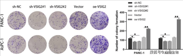 琼脂是什么做的_琼脂和吉利丁区别-第1张图片-山城妙识 琼脂是什么做的_琼脂和吉利丁区别-第1张图片-山城妙识