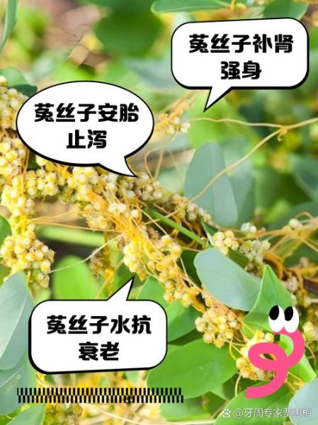 菟丝子泡水喝的功效与副作用_适合人群与禁忌-第2张图片-山城妙识 菟丝子泡水喝的功效与副作用_适合人群与禁忌-第2张图片-山城妙识
