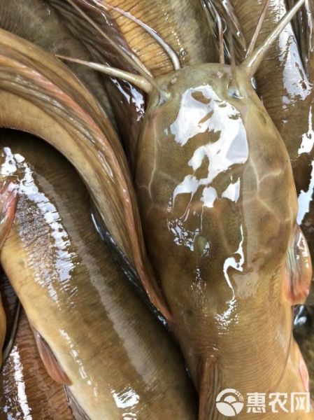 塘鲺鱼多少钱一斤_塘鲺鱼价格行情-第2张图片-山城妙识 塘鲺鱼多少钱一斤_塘鲺鱼价格行情-第2张图片-山城妙识