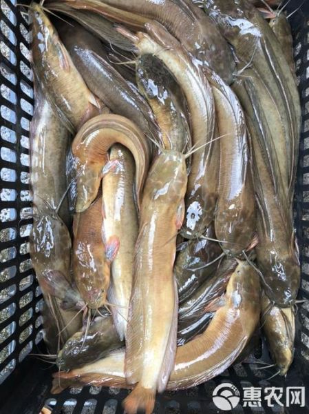 塘鲺鱼多少钱一斤_塘鲺鱼价格行情-第1张图片-山城妙识 塘鲺鱼多少钱一斤_塘鲺鱼价格行情-第1张图片-山城妙识