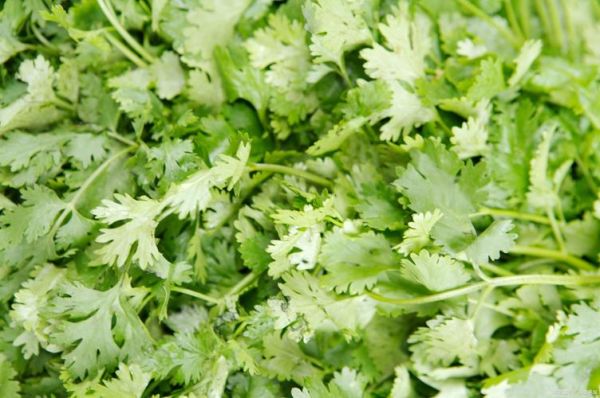 香菜图片大全_香菜长什么样-第2张图片-山城妙识 香菜图片大全_香菜长什么样-第2张图片-山城妙识