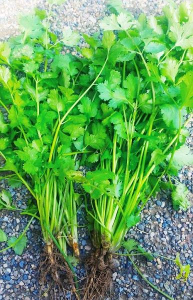 香菜图片大全_香菜长什么样-第3张图片-山城妙识 香菜图片大全_香菜长什么样-第3张图片-山城妙识