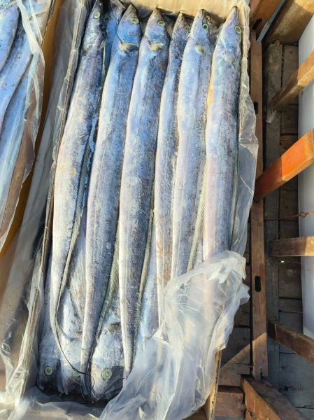 带鱼多少钱一斤_带鱼价格为什么波动大-第2张图片-山城妙识