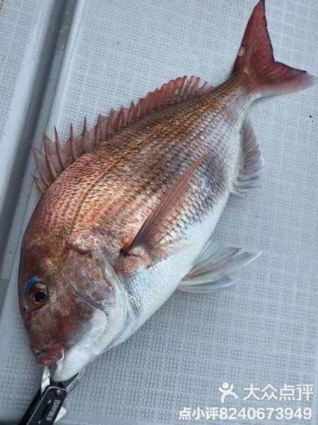 红加吉鱼多少钱一斤_红加吉鱼怎么做好吃-第1张图片-山城妙识 红加吉鱼多少钱一斤_红加吉鱼怎么做好吃-第1张图片-山城妙识