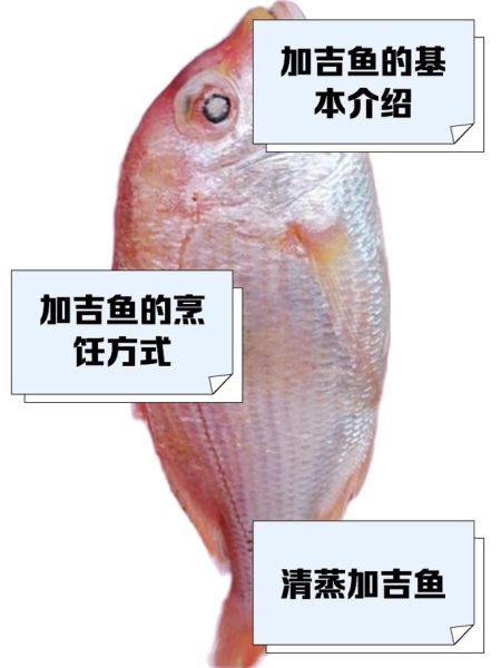红加吉鱼多少钱一斤_红加吉鱼怎么做好吃-第2张图片-山城妙识 红加吉鱼多少钱一斤_红加吉鱼怎么做好吃-第2张图片-山城妙识