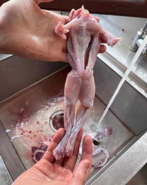 牛蛙怎么杀图解_牛蛙宰杀步骤-第1张图片-山城妙识 牛蛙怎么杀图解_牛蛙宰杀步骤-第1张图片-山城妙识