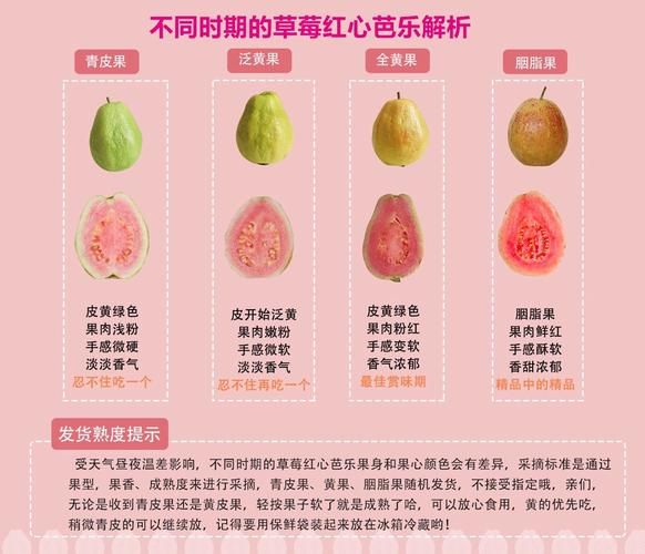 芭乐要放软了才能吃吗_如何判断成熟度-第1张图片-山城妙识 芭乐要放软了才能吃吗_如何判断成熟度-第1张图片-山城妙识