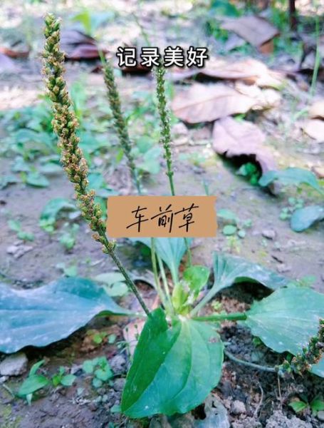 假车前草图片大全_如何辨别真假车前草-第2张图片-山城妙识 假车前草图片大全_如何辨别真假车前草-第2张图片-山城妙识