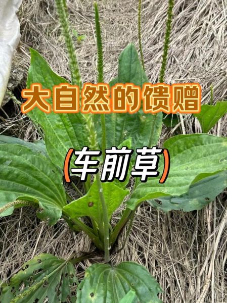 假车前草图片大全_如何辨别真假车前草-第1张图片-山城妙识 假车前草图片大全_如何辨别真假车前草-第1张图片-山城妙识