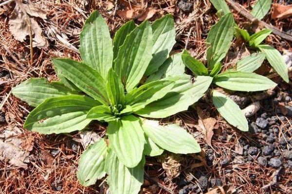 假车前草图片大全_如何辨别真假车前草-第3张图片-山城妙识 假车前草图片大全_如何辨别真假车前草-第3张图片-山城妙识