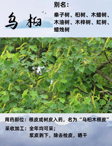 乌桕树什么时候开花_乌桕树适合种在庭院吗-第1张图片-山城妙识 乌桕树什么时候开花_乌桕树适合种在庭院吗-第1张图片-山城妙识