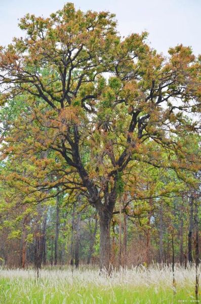 乌桕树什么时候开花_乌桕树适合种在庭院吗-第2张图片-山城妙识 乌桕树什么时候开花_乌桕树适合种在庭院吗-第2张图片-山城妙识