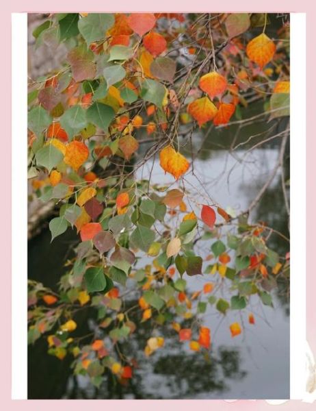 乌桕树什么时候开花_乌桕树适合种在庭院吗-第3张图片-山城妙识 乌桕树什么时候开花_乌桕树适合种在庭院吗-第3张图片-山城妙识