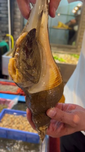 响螺图片_响螺怎么做好吃-第3张图片-山城妙识