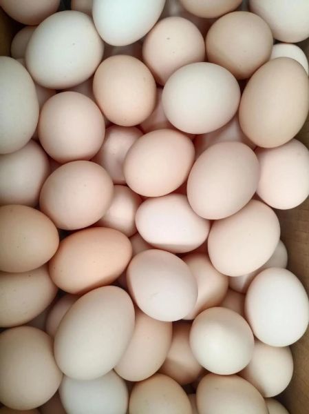 鸡蛋图片大全大图_鸡蛋高清大图怎么拍-第3张图片-山城妙识 鸡蛋图片大全大图_鸡蛋高清大图怎么拍-第3张图片-山城妙识