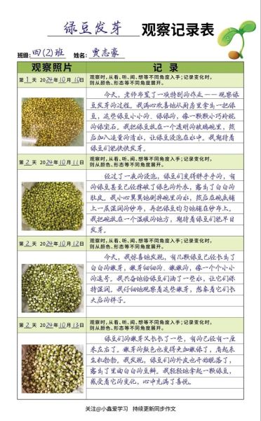 绿豆发芽观察日记评语怎么写_如何写好评语-第1张图片-山城妙识