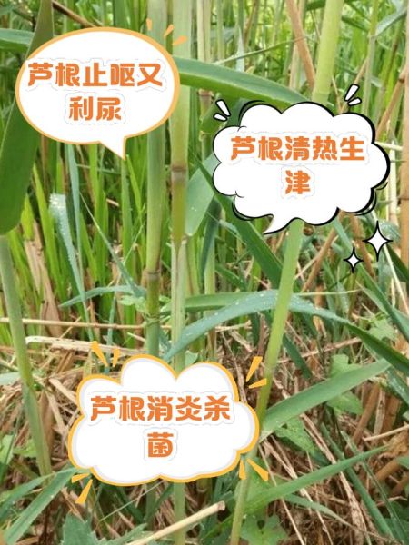 芦根的功效与作用及副作用_孕妇能吃吗-第1张图片-山城妙识