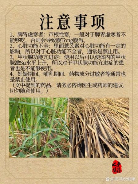 芦根的功效与作用及副作用_孕妇能吃吗-第2张图片-山城妙识