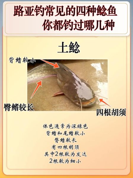 淡水鲶鱼图片大全大图_如何区分常见品种-第1张图片-山城妙识 淡水鲶鱼图片大全大图_如何区分常见品种-第1张图片-山城妙识