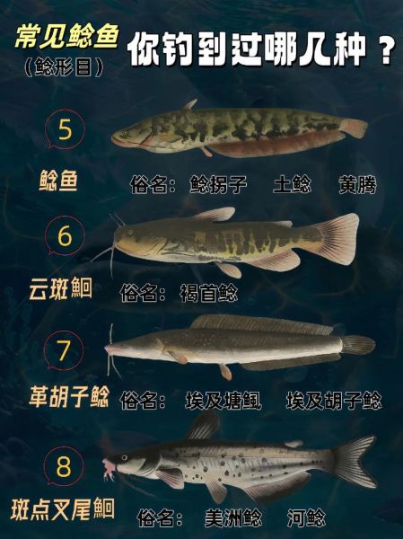 淡水鲶鱼图片大全大图_如何区分常见品种-第3张图片-山城妙识 淡水鲶鱼图片大全大图_如何区分常见品种-第3张图片-山城妙识