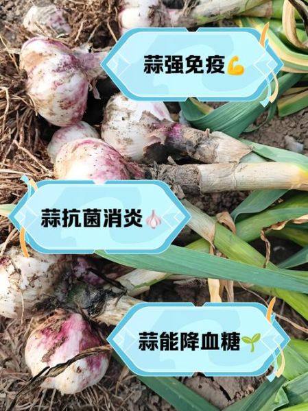 吃大蒜有什么好处_大蒜的功效与作用有哪些-第3张图片-山城妙识 吃大蒜有什么好处_大蒜的功效与作用有哪些-第3张图片-山城妙识