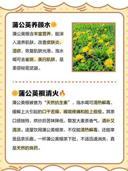 蒲公英泡水喝有什么好处_蒲公英根和叶哪个功效更强-第1张图片-山城妙识 蒲公英泡水喝有什么好处_蒲公英根和叶哪个功效更强-第1张图片-山城妙识