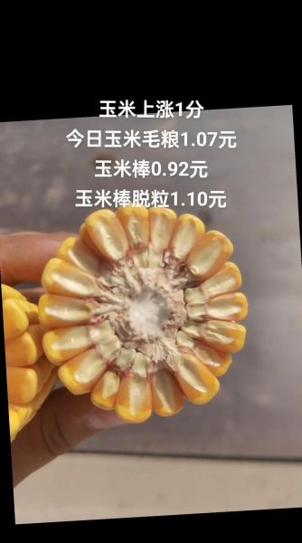 今天玉米价格上涨了吗_今日玉米行情实时查询-第3张图片-山城妙识 今天玉米价格上涨了吗_今日玉米行情实时查询-第3张图片-山城妙识