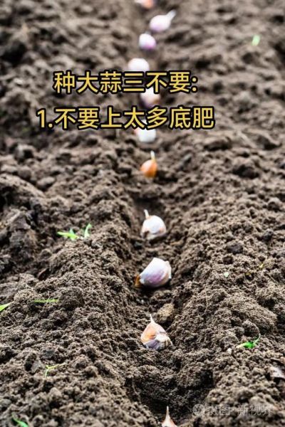 大蒜怎么播种_大蒜播种时间和方法-第3张图片-山城妙识
