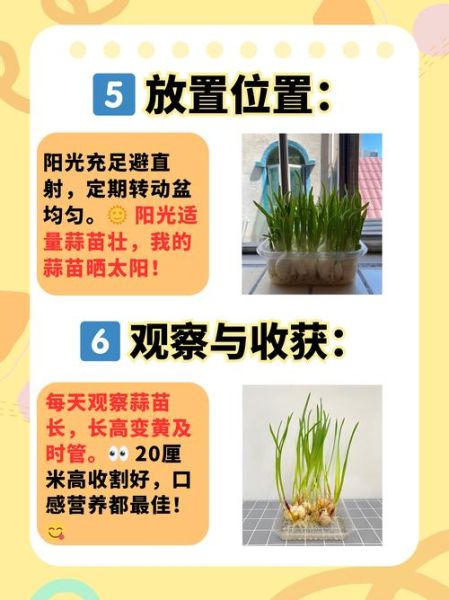 大蒜怎么播种_大蒜播种时间和方法-第1张图片-山城妙识