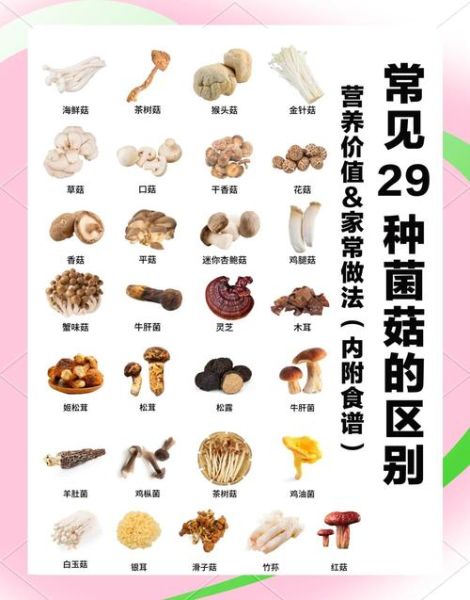 哪种菌菇营养最高_菌菇怎么吃最补-第1张图片-山城妙识 哪种菌菇营养最高_菌菇怎么吃最补-第1张图片-山城妙识
