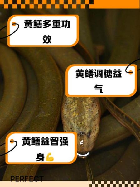 黄鳝壮阳吗_黄鳝补肾效果怎么样-第1张图片-山城妙识 黄鳝壮阳吗_黄鳝补肾效果怎么样-第1张图片-山城妙识