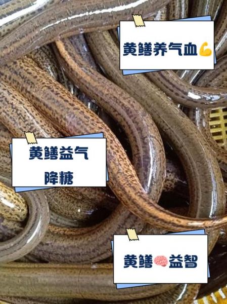 黄鳝壮阳吗_黄鳝补肾效果怎么样-第2张图片-山城妙识 黄鳝壮阳吗_黄鳝补肾效果怎么样-第2张图片-山城妙识