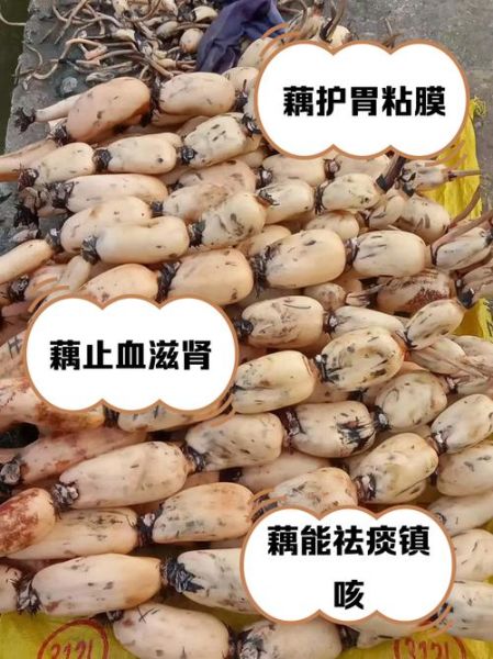 哪些人不能吃藕_吃藕的禁忌人群-第2张图片-山城妙识 哪些人不能吃藕_吃藕的禁忌人群-第2张图片-山城妙识