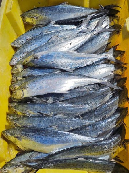 蓝点马鲛鱼多少钱一斤_蓝点马鲛鱼价格行情-第2张图片-山城妙识