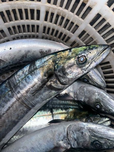 蓝点马鲛鱼多少钱一斤_蓝点马鲛鱼价格行情-第3张图片-山城妙识