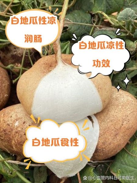 白地瓜怎么做好吃_白地瓜的做法大全-第3张图片-山城妙识 白地瓜怎么做好吃_白地瓜的做法大全-第3张图片-山城妙识