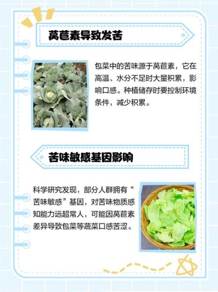 长期吃包菜的害处_包菜吃多了会伤胃吗-第2张图片-山城妙识 长期吃包菜的害处_包菜吃多了会伤胃吗-第2张图片-山城妙识