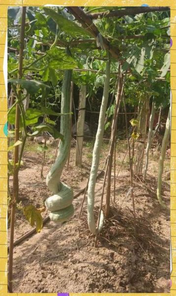 蛇豆长什么样_蛇豆图片大全大图-第1张图片-山城妙识 蛇豆长什么样_蛇豆图片大全大图-第1张图片-山城妙识