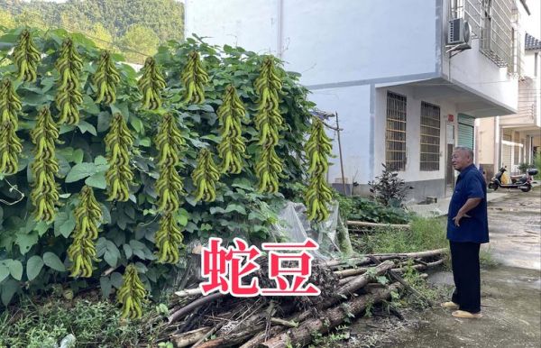 蛇豆长什么样_蛇豆图片大全大图-第2张图片-山城妙识 蛇豆长什么样_蛇豆图片大全大图-第2张图片-山城妙识