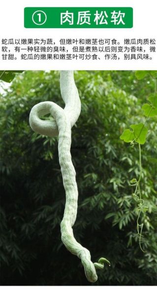 蛇豆长什么样_蛇豆图片大全大图-第3张图片-山城妙识 蛇豆长什么样_蛇豆图片大全大图-第3张图片-山城妙识