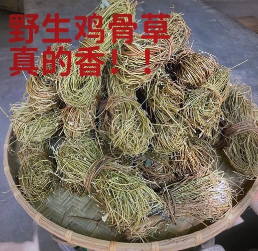 鸡骨草长什么样_鸡骨草图片特征解析-第2张图片-山城妙识