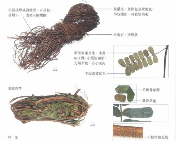 鸡骨草长什么样_鸡骨草图片特征解析-第1张图片-山城妙识