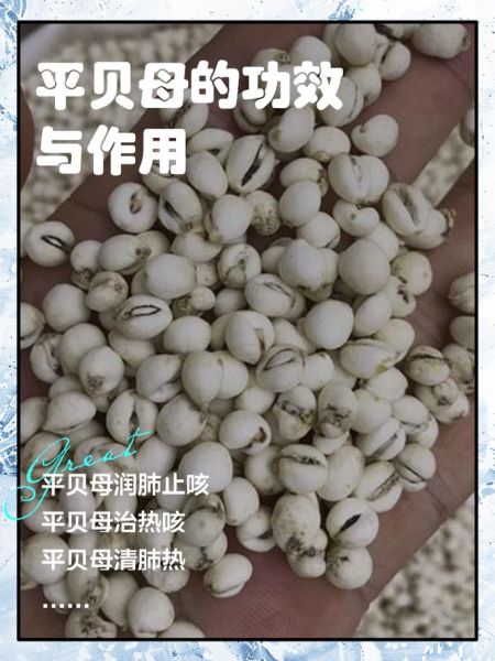 贝母的功效与作用_贝母的禁忌有哪些-第3张图片-山城妙识