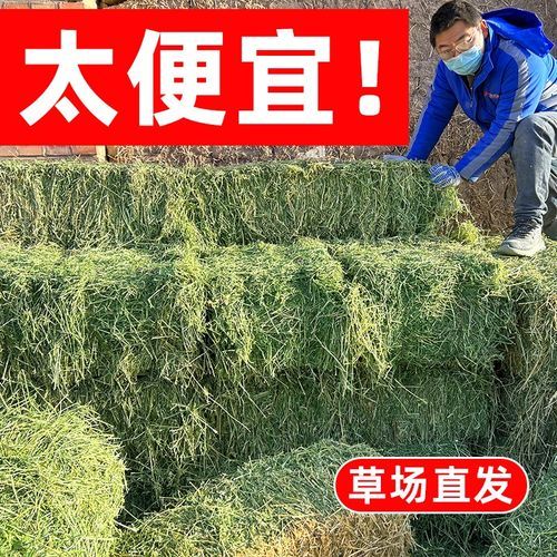 苜蓿干草价格多少钱一吨_苜蓿干草怎么喂牛最好-第2张图片-山城妙识 苜蓿干草价格多少钱一吨_苜蓿干草怎么喂牛最好-第2张图片-山城妙识