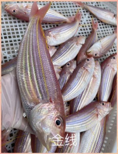 金线鱼和红衫鱼的区别_哪个更好吃-第2张图片-山城妙识